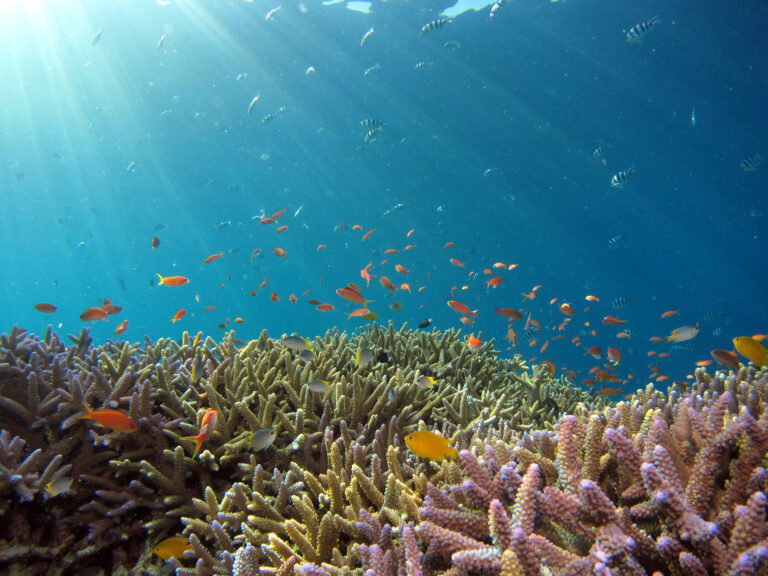 Deepsea News Product Updates What S New